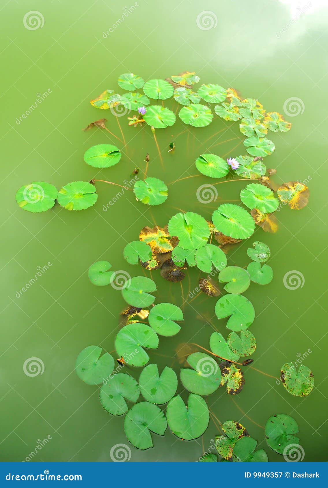 Floating lotus stock image. Image of blooming, exotic - 9949357