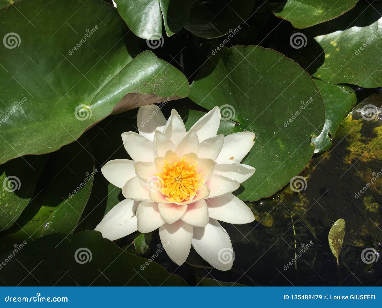 Floating lotus stock image. Image of tranquility, pond - 135488479