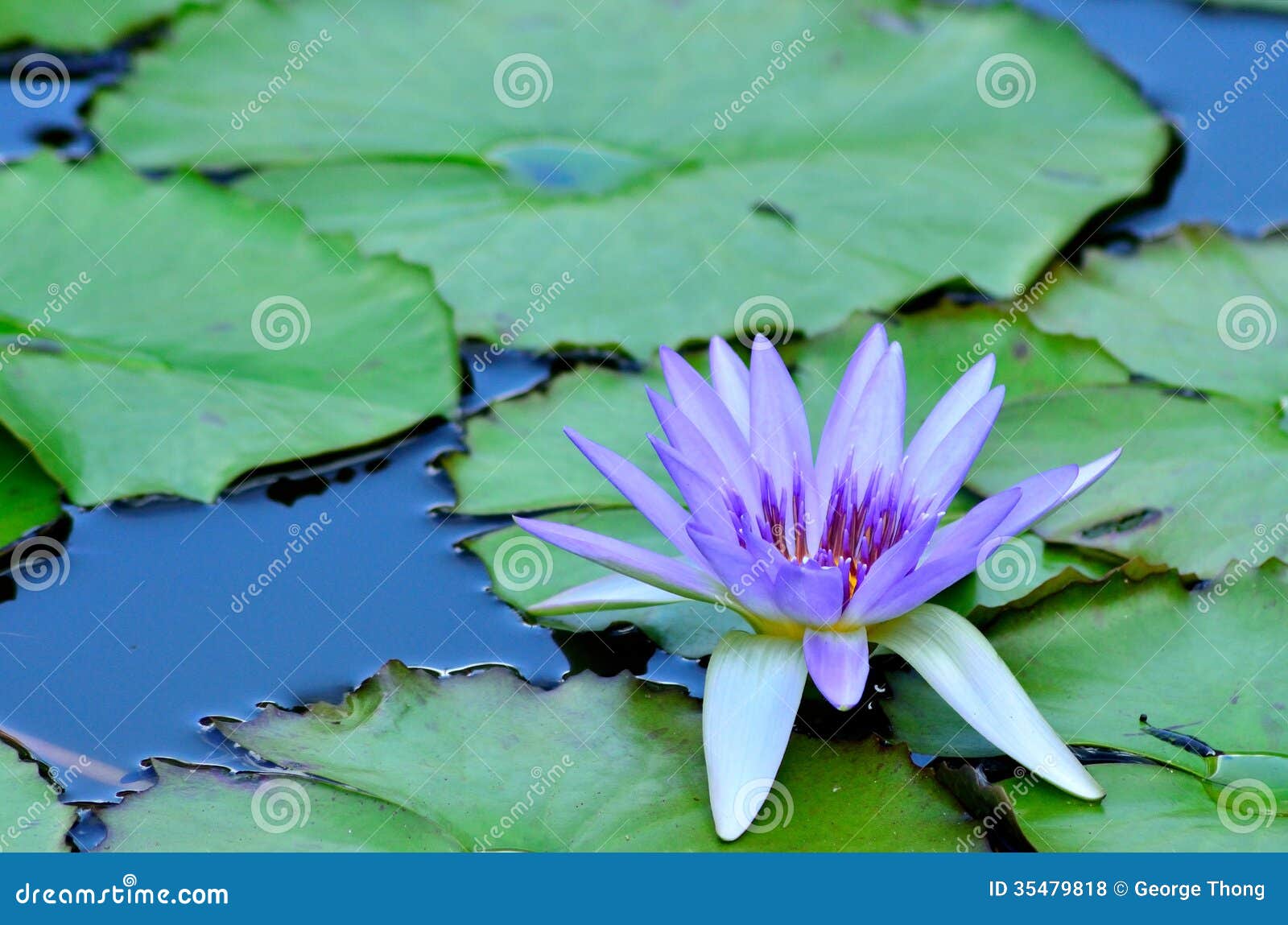 Floating Lotus. stock photo. Image of peace, relax, river - 35479818