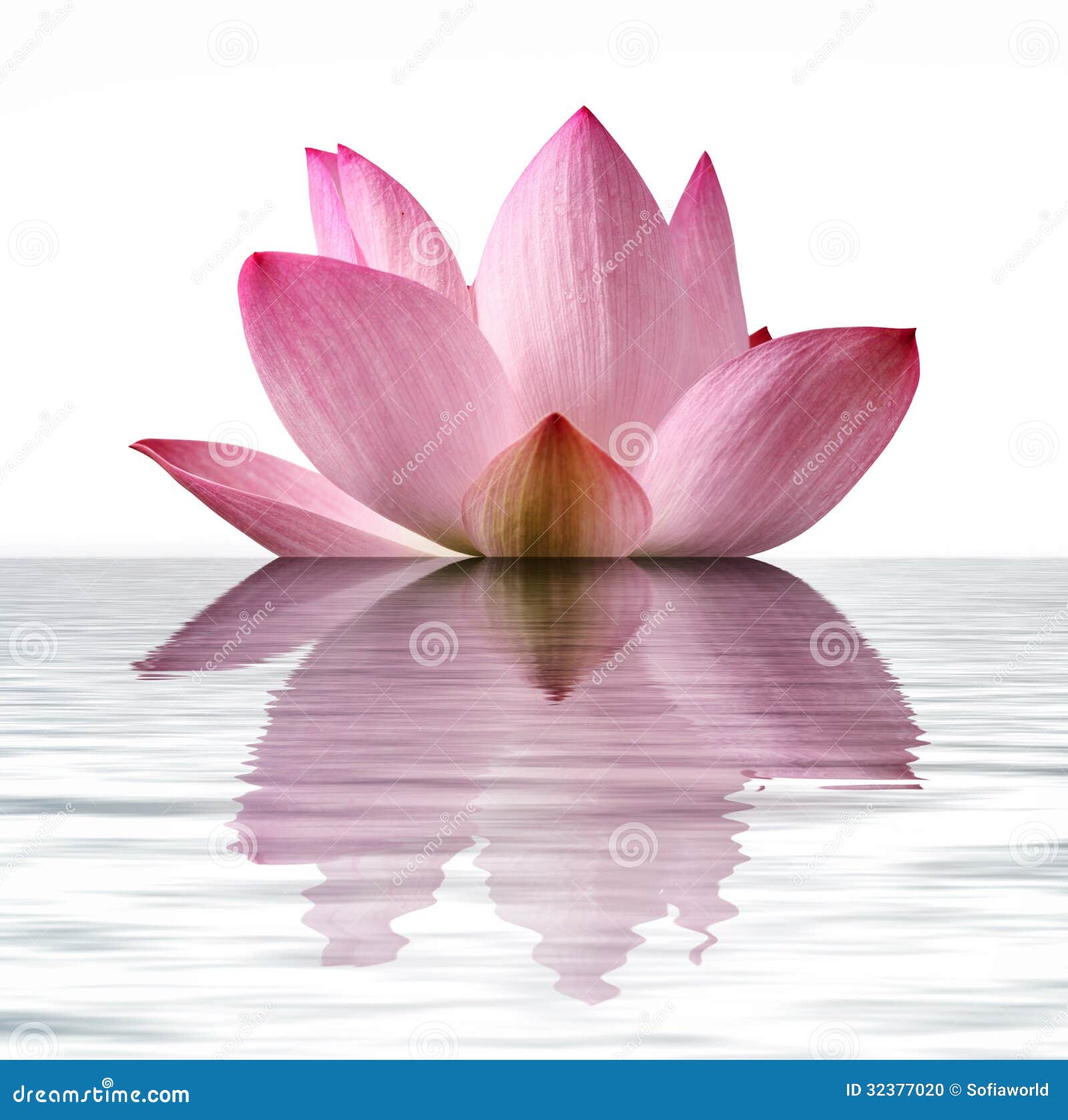 Floating Lotus stock photo. Image of lily, detail, nature - 32377020