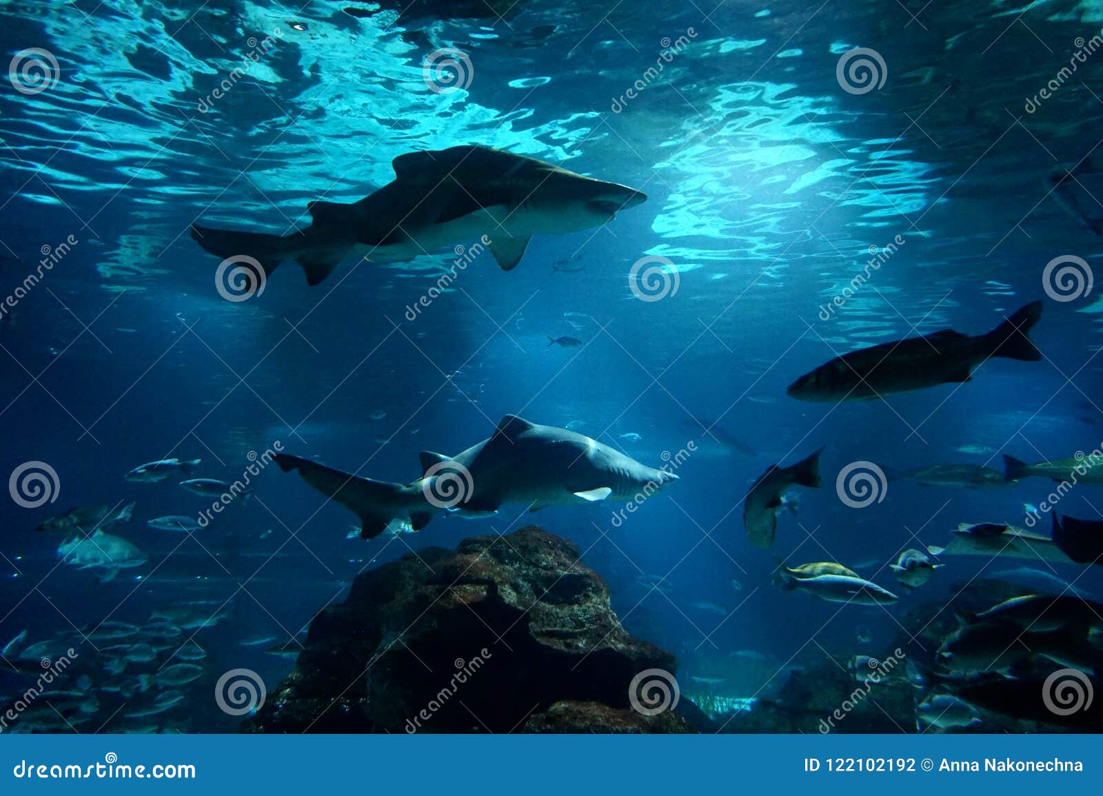 Floating Meter Shark in the Aquarium of Barcelona Stock Photo - Image ...