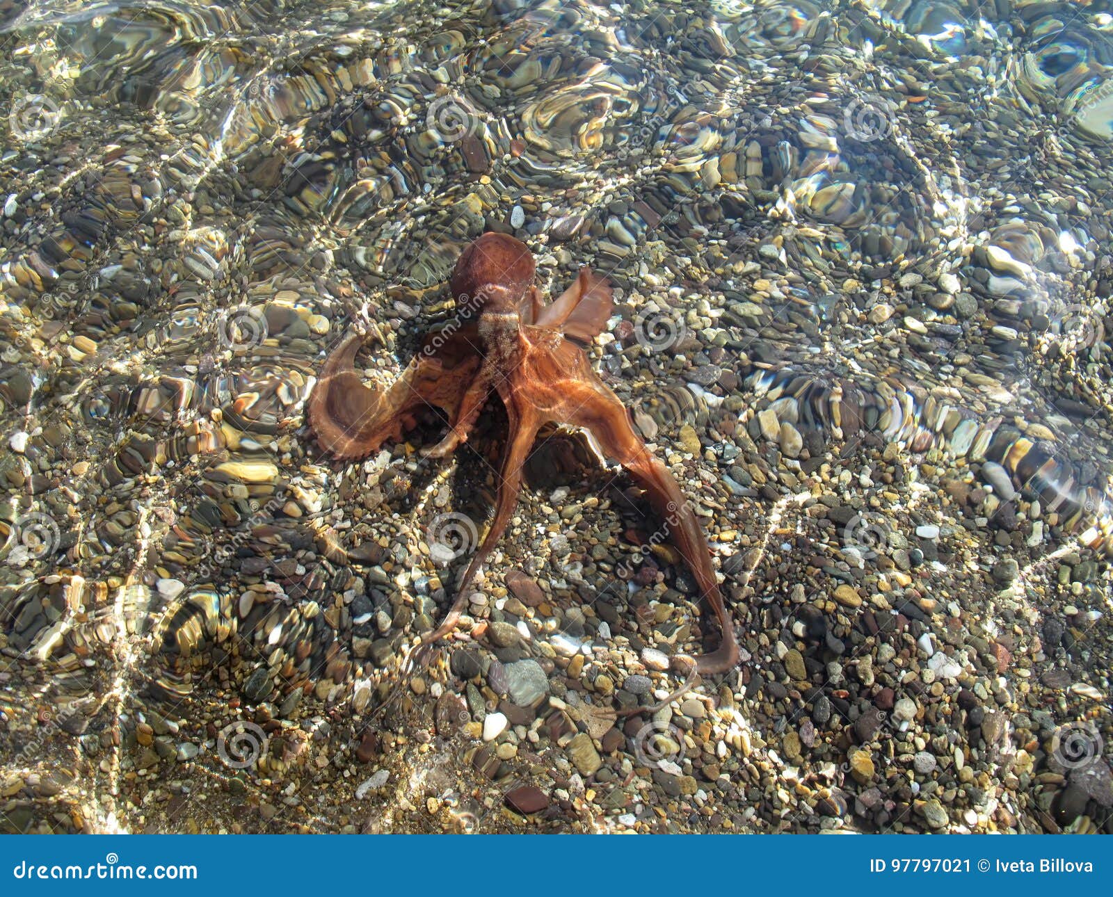 Floating Octopus in the Sea Stock Image - Image of floating, seabed ...