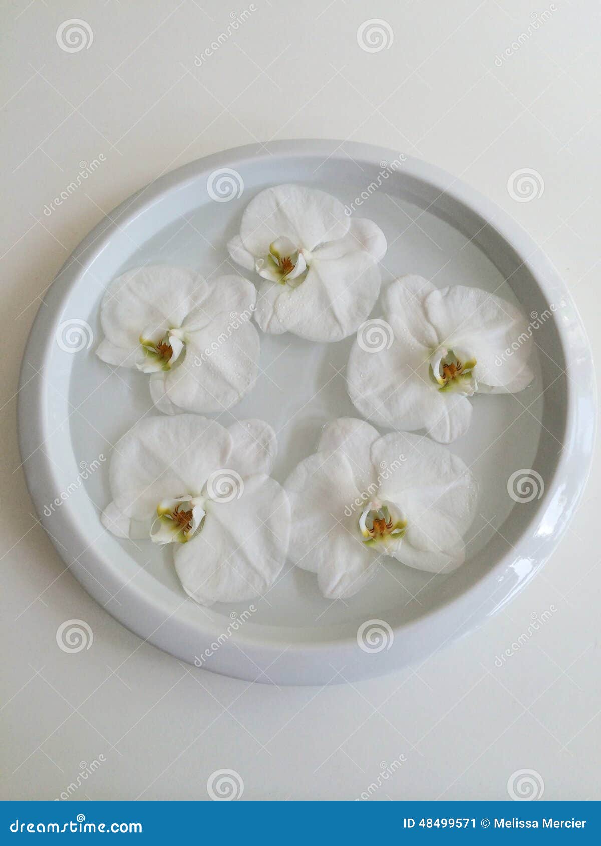 Floating orchids stock image. Image of floret, bowl, arrangement - 48499571