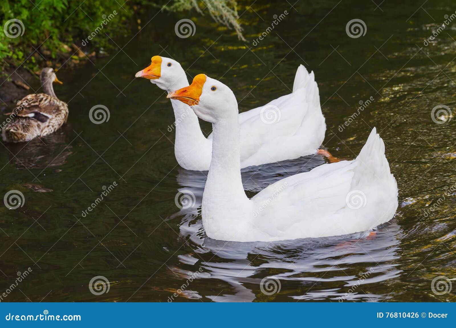 Floating pair white geese stock photo. Image of lake - 76810426