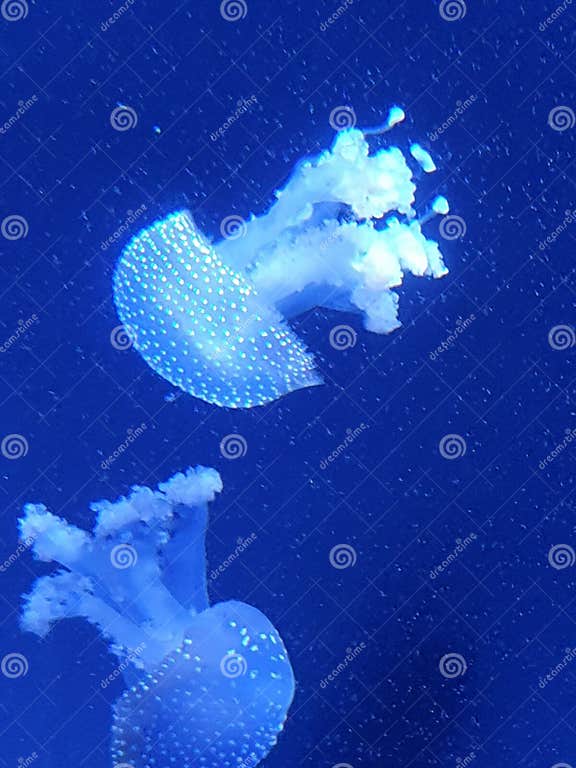 Floating Past stock image. Image of jellyfish, floating - 153647597