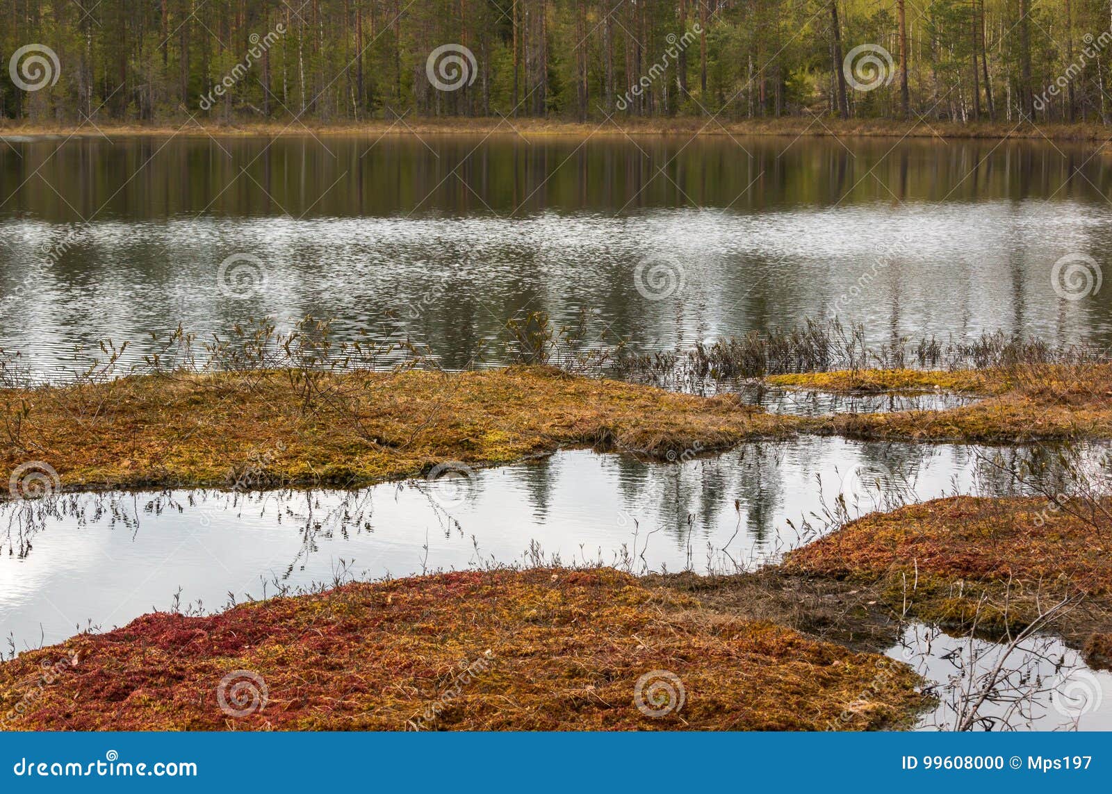 Floating Peat Shores Formed By Sphagnum Moss Stock Image ...