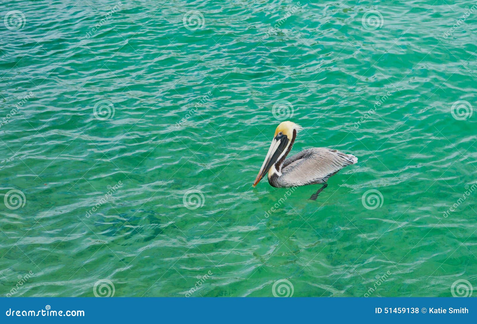 Floating Pelican stock photo. Image of water, summer - 51459138