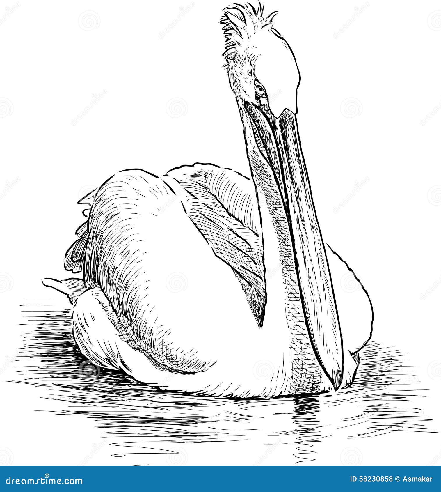 Floating pelican stock vector. Illustration of sketch - 58230858