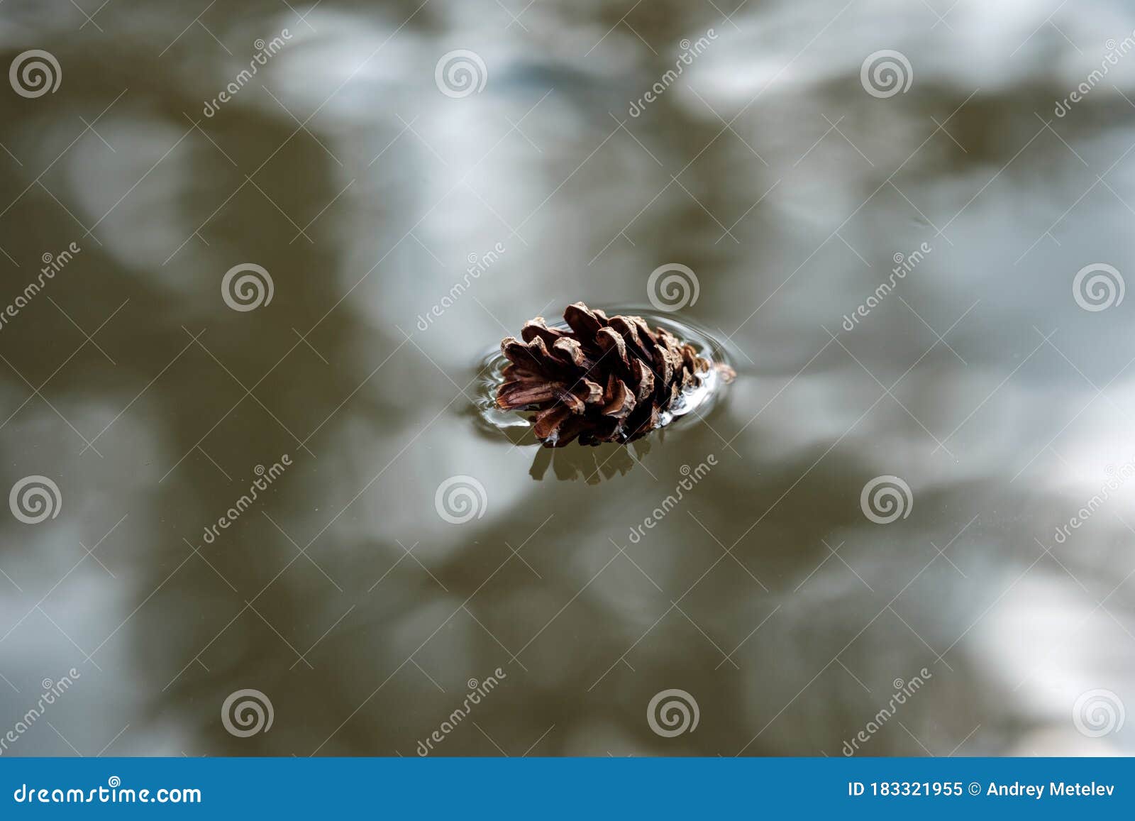 Floating Pine Cone in the Water Stock Image - Image of wooden, water ...