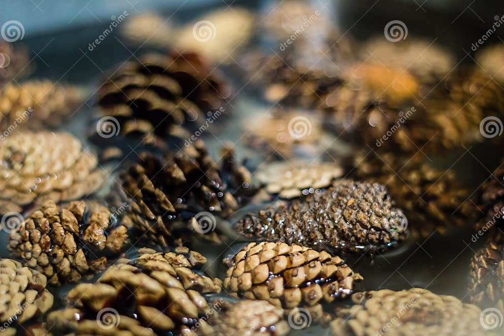 Floating Pine Cones stock photo. Image of cones, brown - 78851182