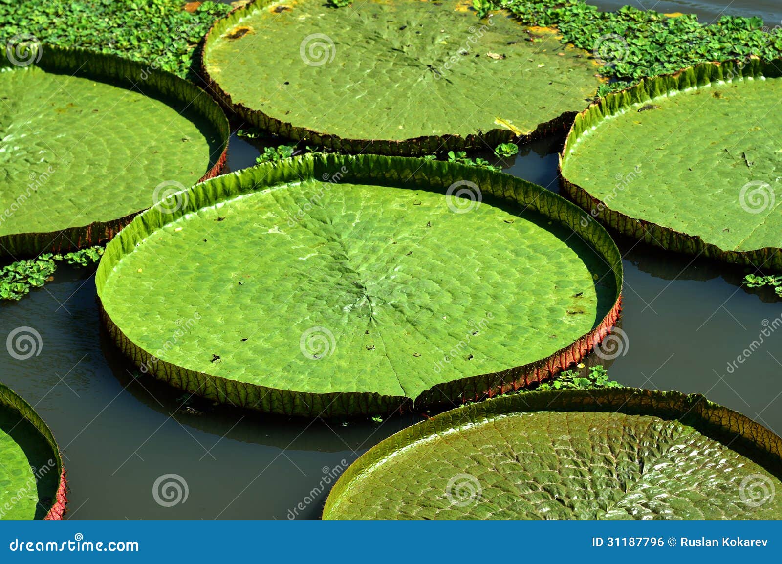 Floating Plant, Aquatic Fern In The Fish Pond Royalty-Free Stock Image ...