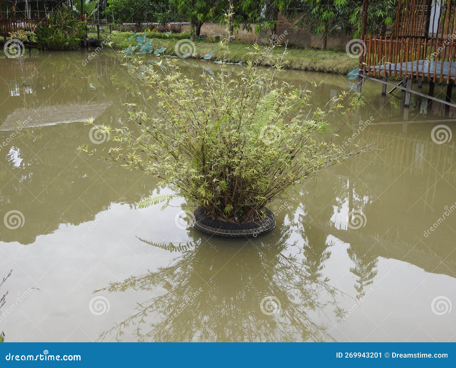 Floating plant stock image. Image of oating, leaf, fishpond - 269943201