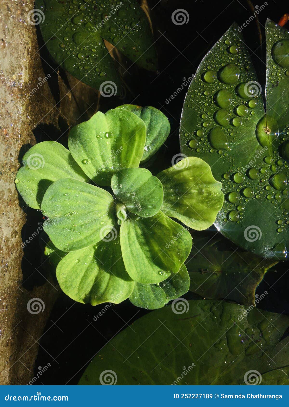 Floating Plant, Aquatic Fern In The Fish Pond Royalty-Free Stock Image ...