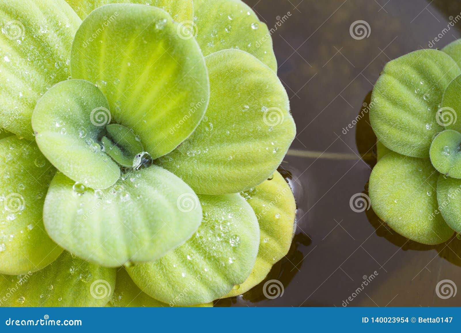 Floating Plant, Water Lettuce Top View. Stock Photo - Image of closeup ...