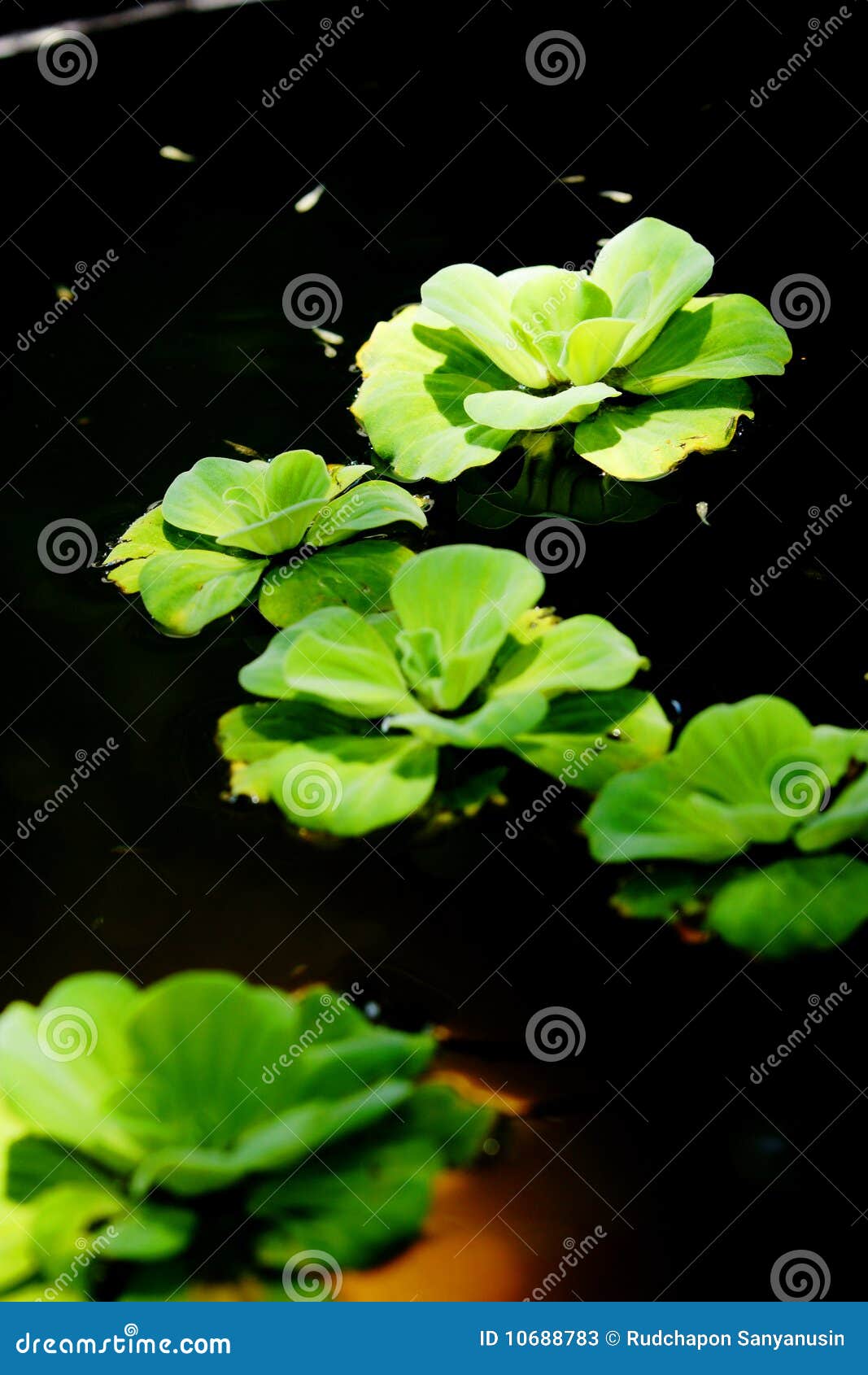 Floating plants stock image. Image of pond, lake, peaceful - 10688783