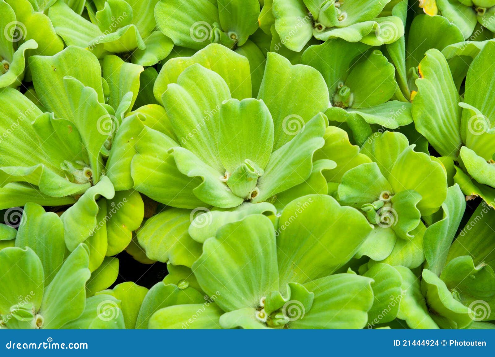 Floating plants stock photo. Image of closeup, petal - 21444924