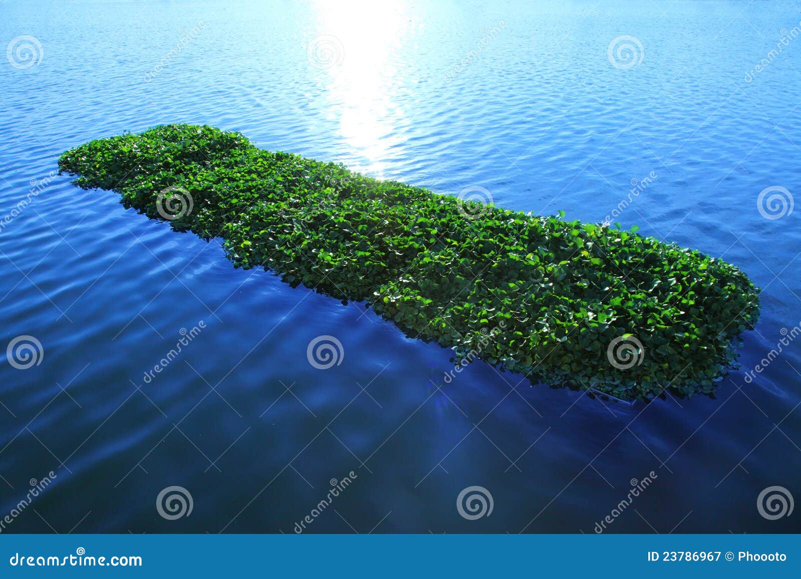 Floating Plants stock image. Image of plants, water, botany - 23786967