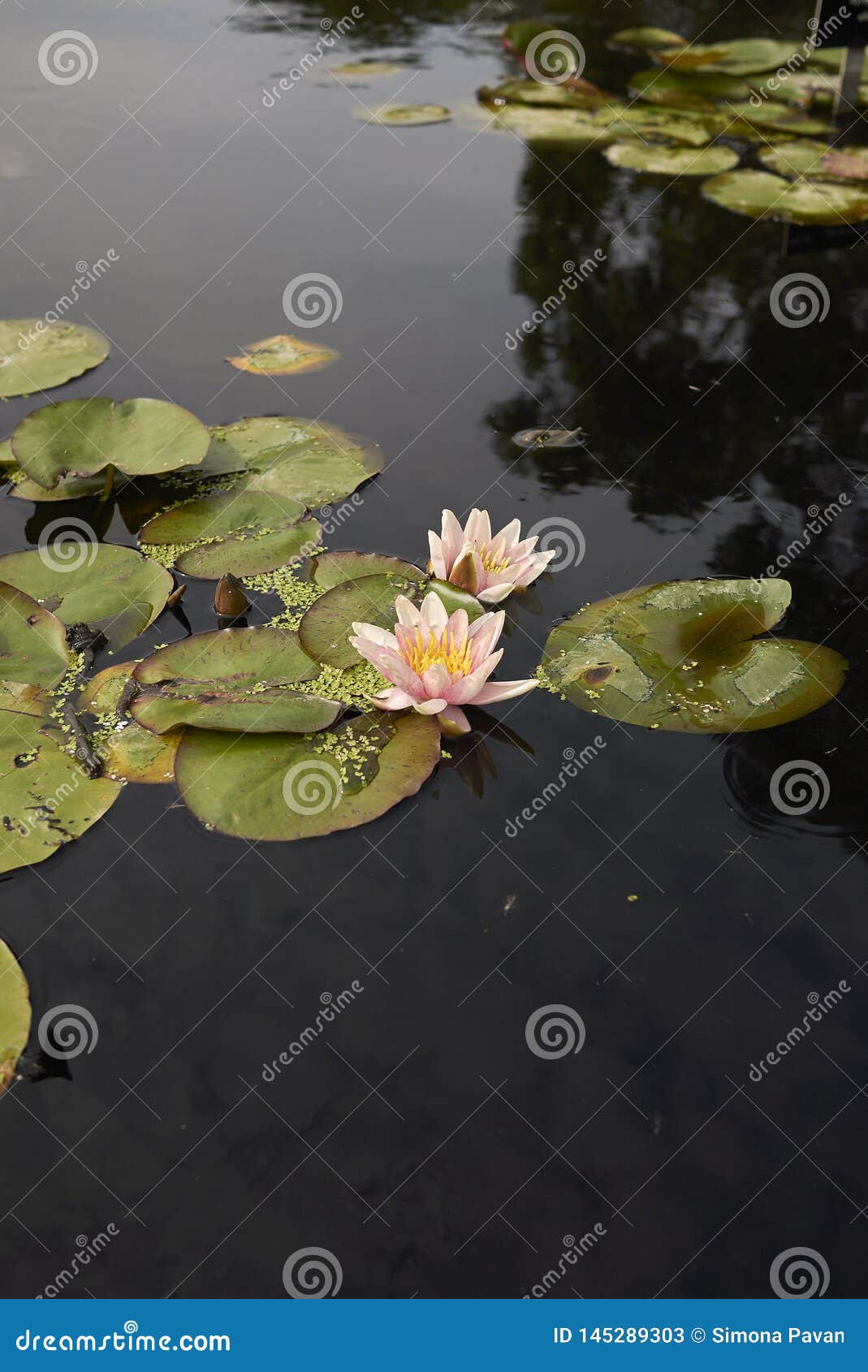 Floating Plants of Nymphaea Stock Image - Image of ninfea, flower ...