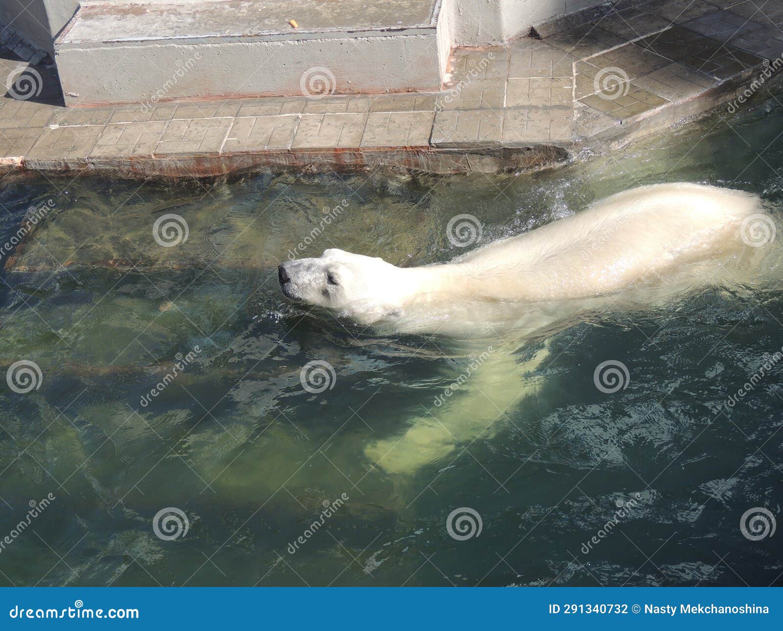Floating Polar Bear stock photo. Image of polar, whale - 291340732