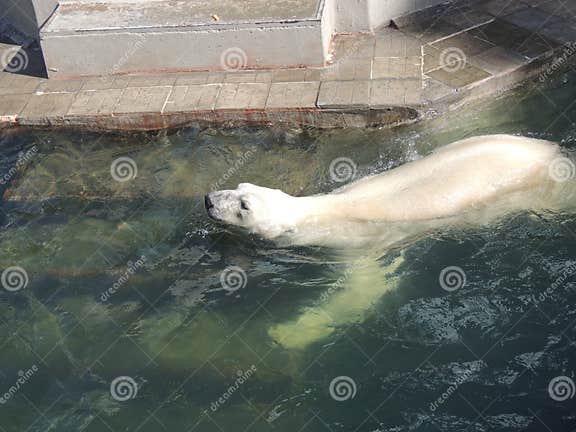 Floating Polar Bear stock photo. Image of polar, whale - 291340732
