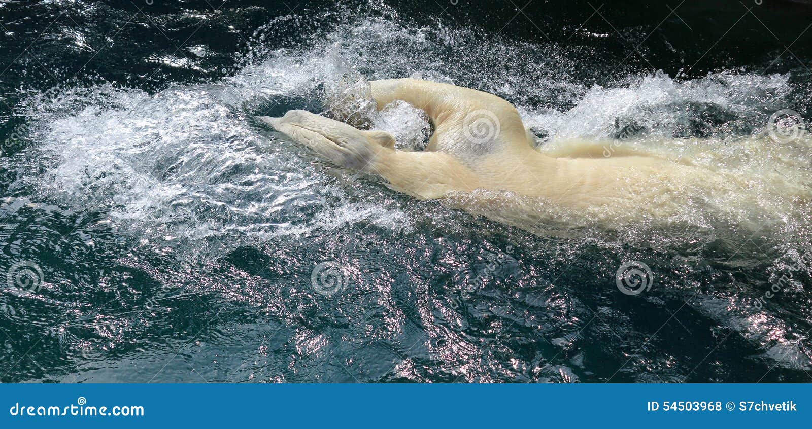 Floating polar bear stock photo. Image of flapping, water - 54503968