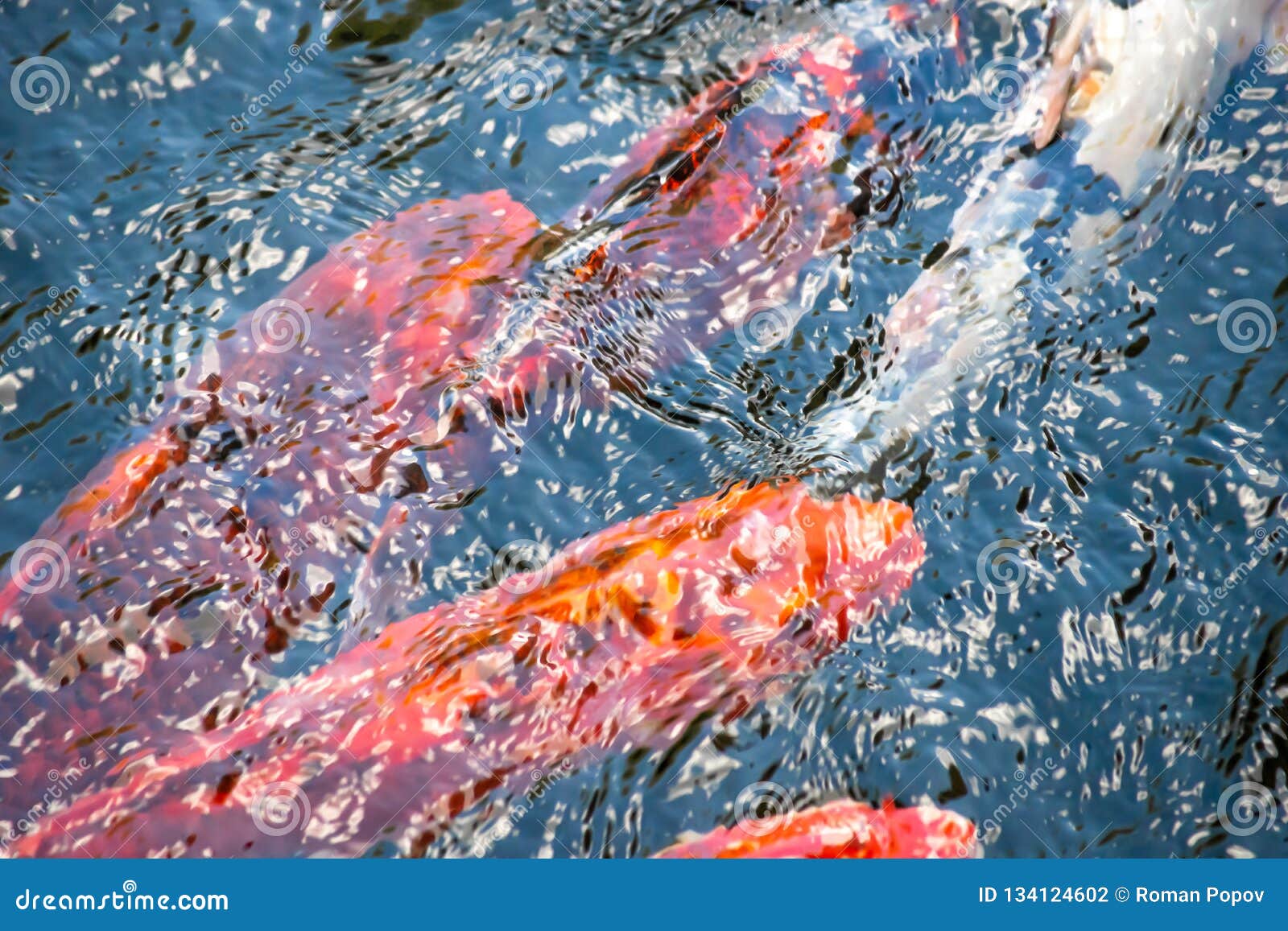 Floating in the Pond Fish of Different Colors Create Ripples on the ...