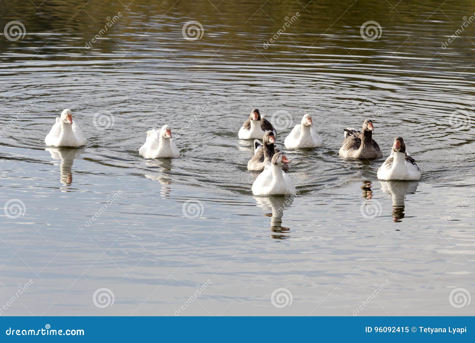 The Floating in a Pond Geese Stock Image - Image of feathers, farm ...