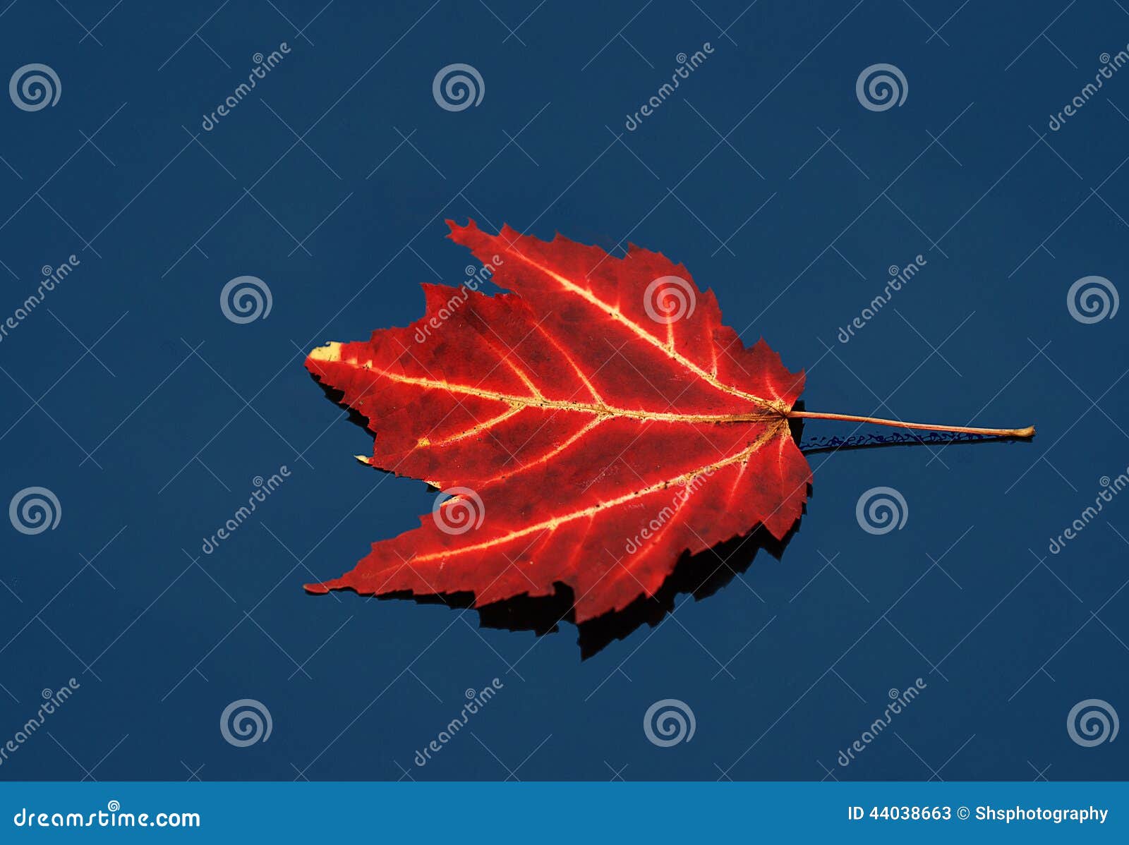 Floating Red Maple Leaf on Water Stock Image - Image of leaf, natural ...