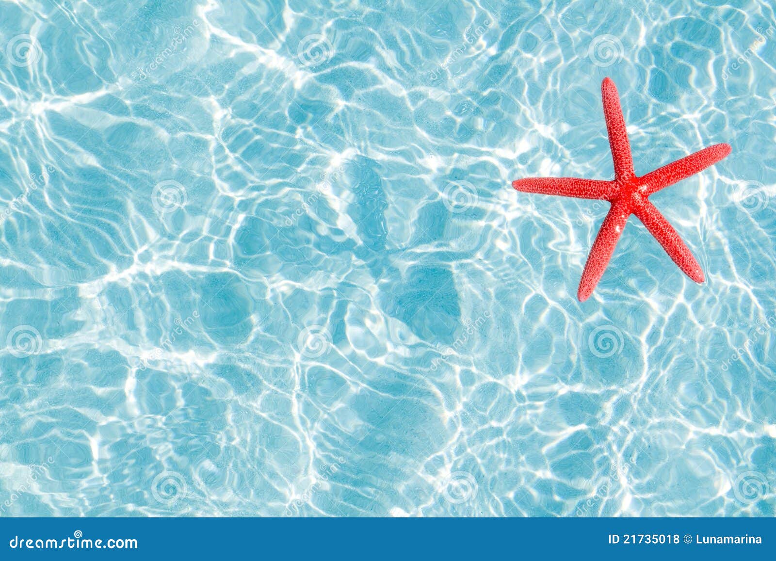 Floating Red Starfish in Turquoise Sand Beach Stock Photo - Image of ...