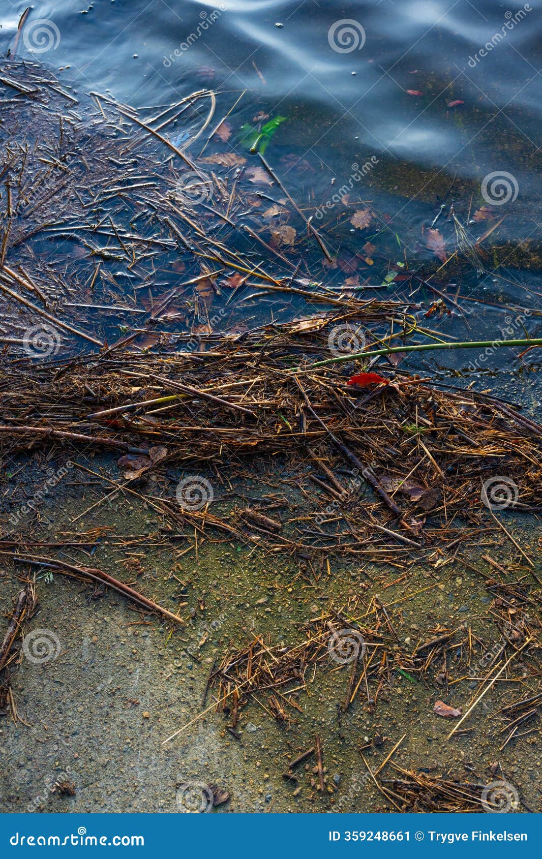 Floating Reed and Leaves by a Dock.. Stock Image - Image of tree ...