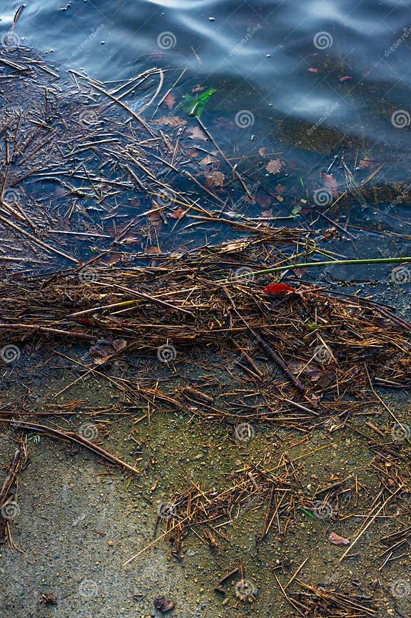 Floating Reed and Leaves by a Dock.. Stock Image - Image of tree ...