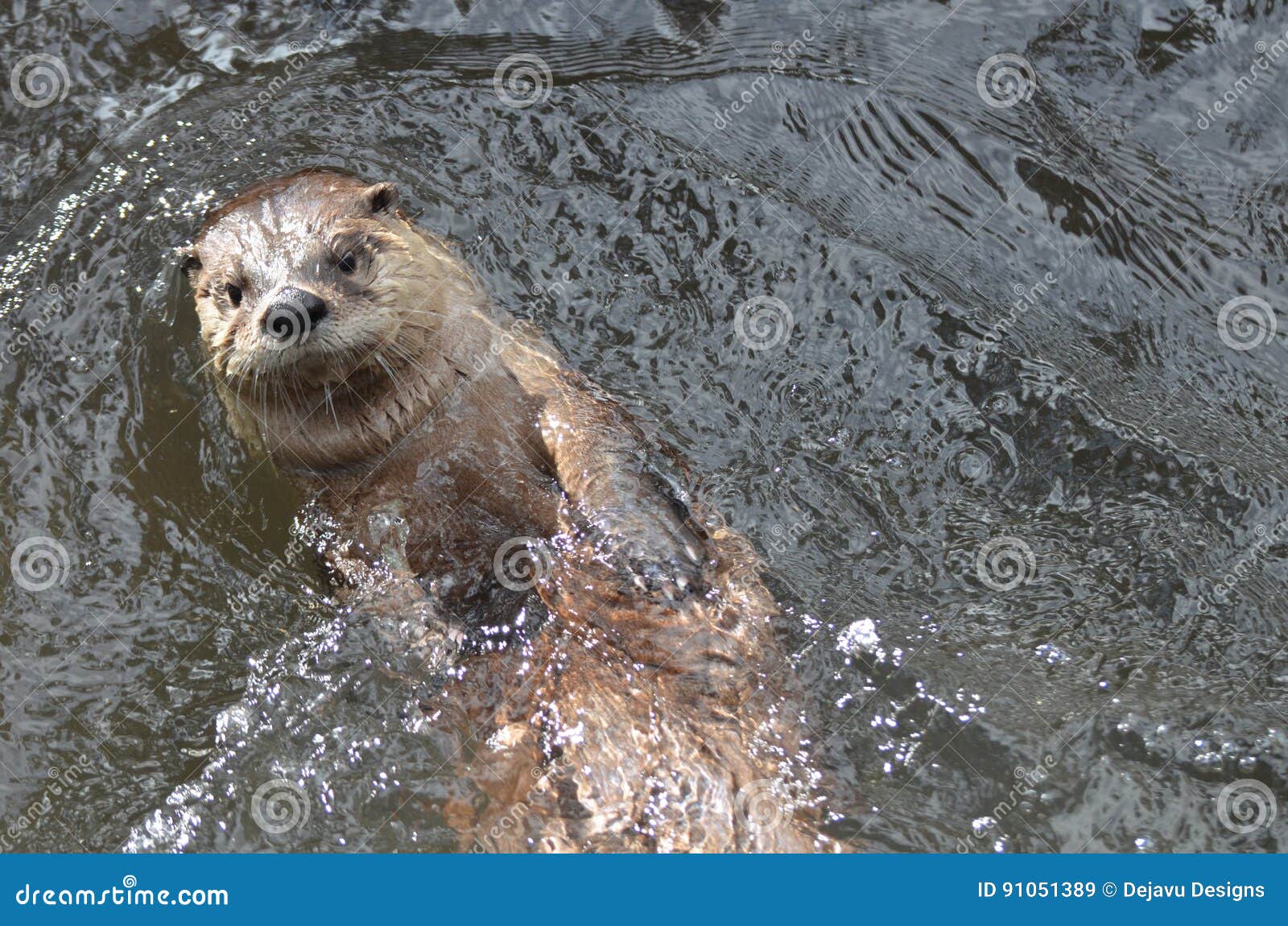 Floating Sea Otter (asian Kalan, Enhydra Lutris Lutris) Alaska Stock ...