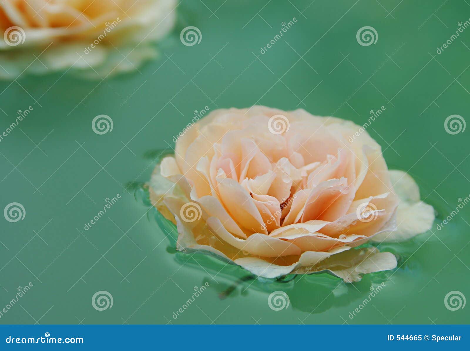 Floating rose stock image. Image of health, tropical, abstract - 544665