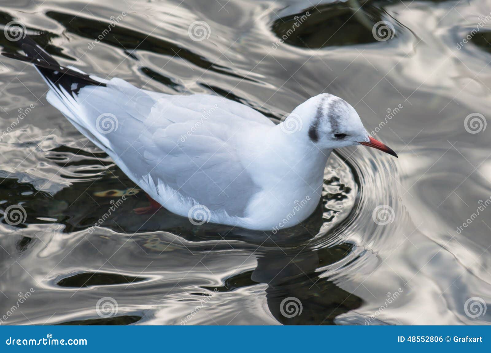 Floating Seagull stock photo. Image of peaceful, ocean - 48552806