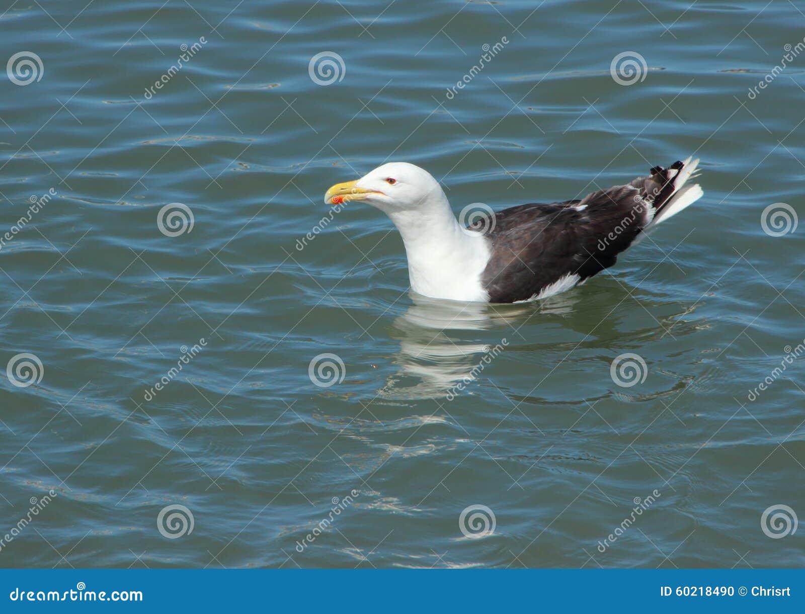Floating Seagull on Water Looking To the Left Stock Photo - Image of ...