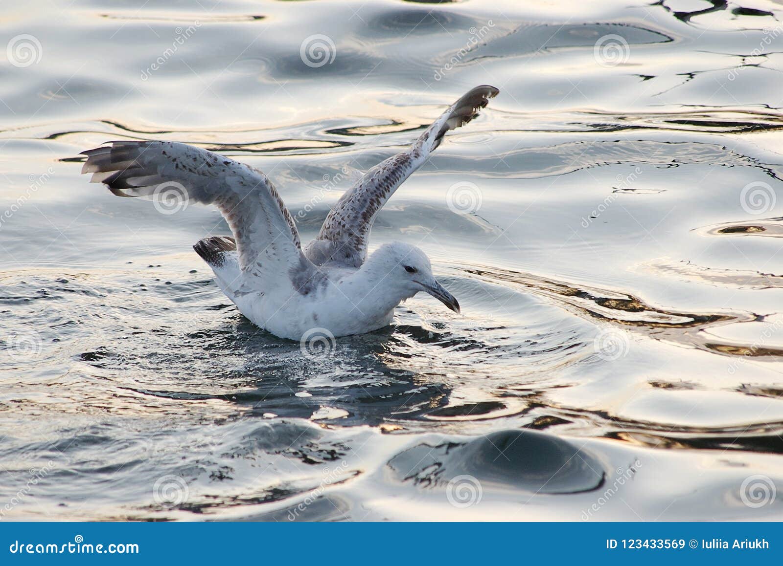 Floating Seagull on the Water, Waving Its Wings Stock Image - Image of ...