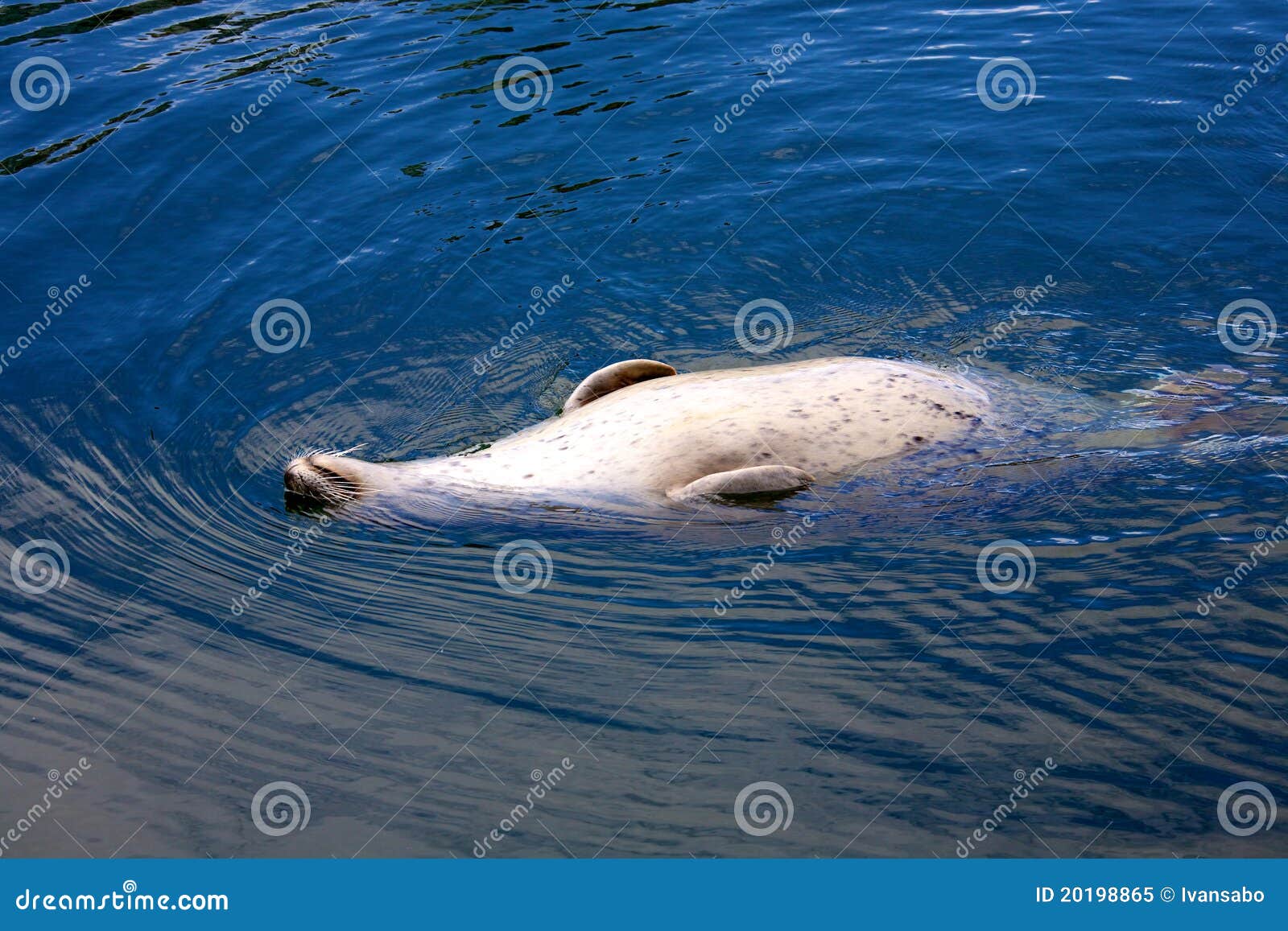 Floating seal stock image. Image of coast, aquatic, swim - 20198865