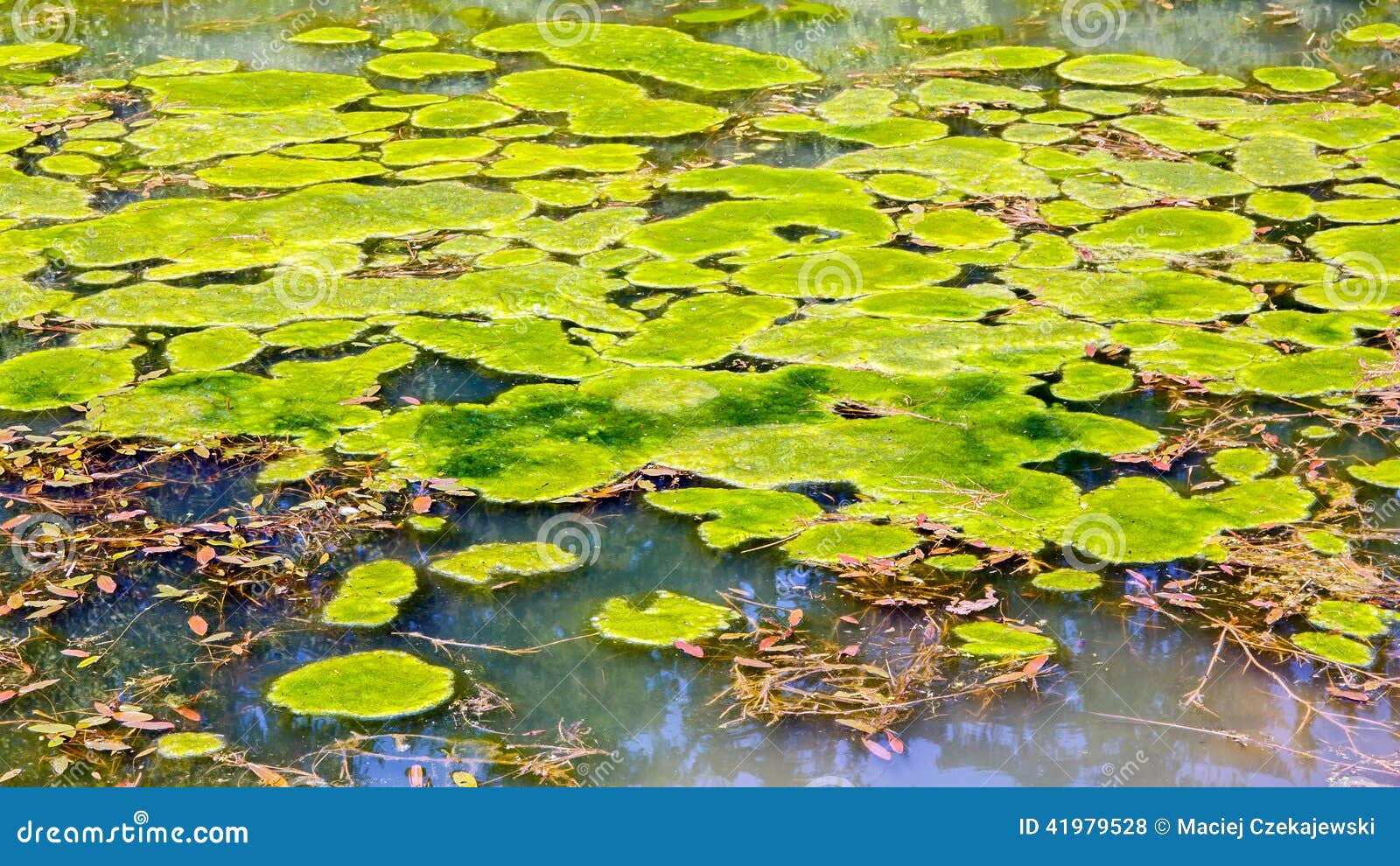 Floating seaweed stock photo. Image of bright, marsh - 41979528