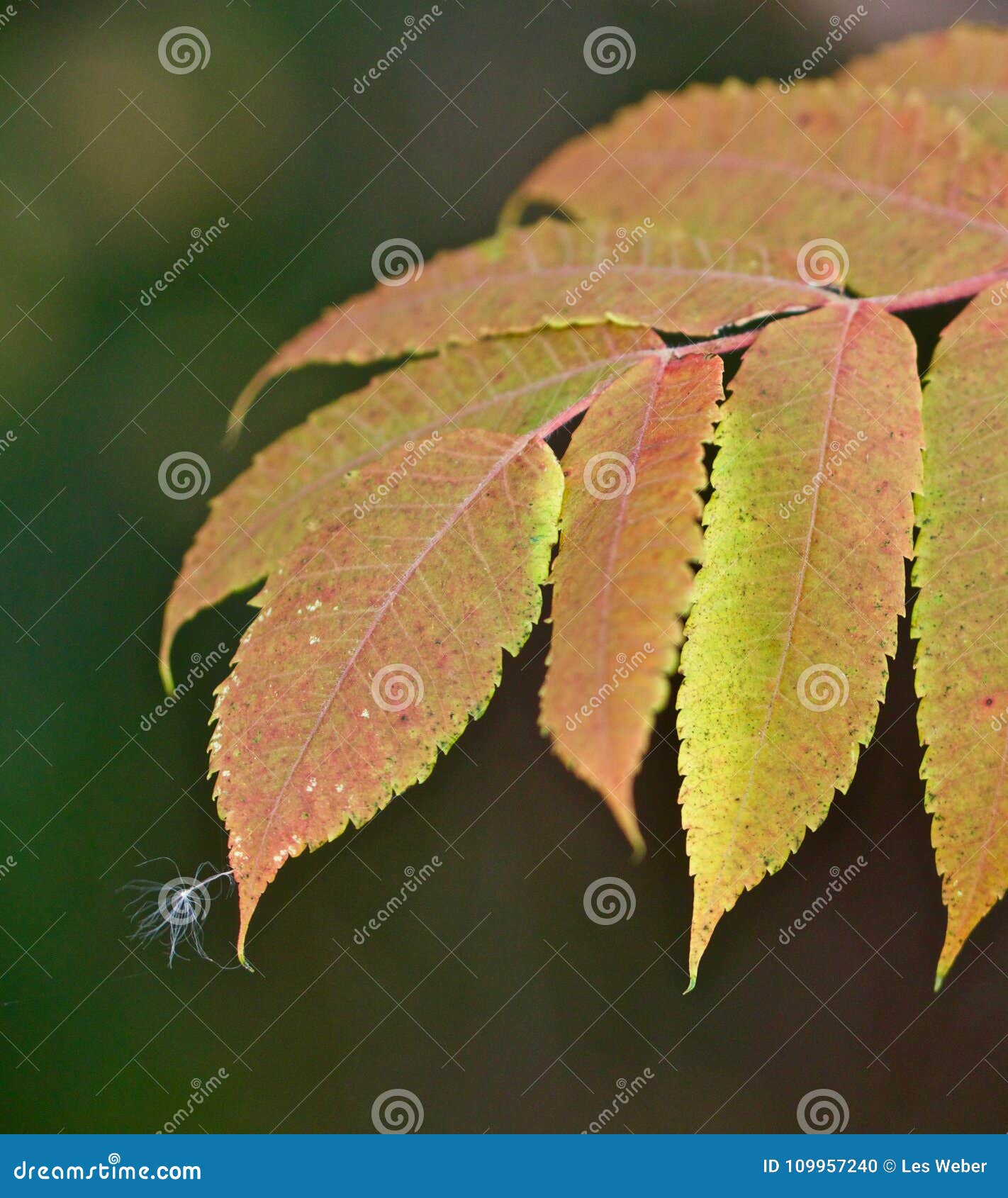 Autumn`s Floating Seed stock photo. Image of colorful - 109957240