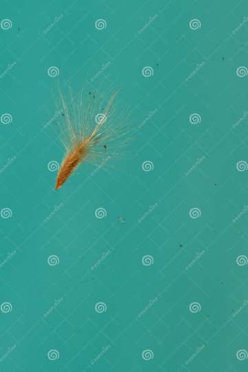 Floating seed on water stock photo. Image of closeup - 260122744