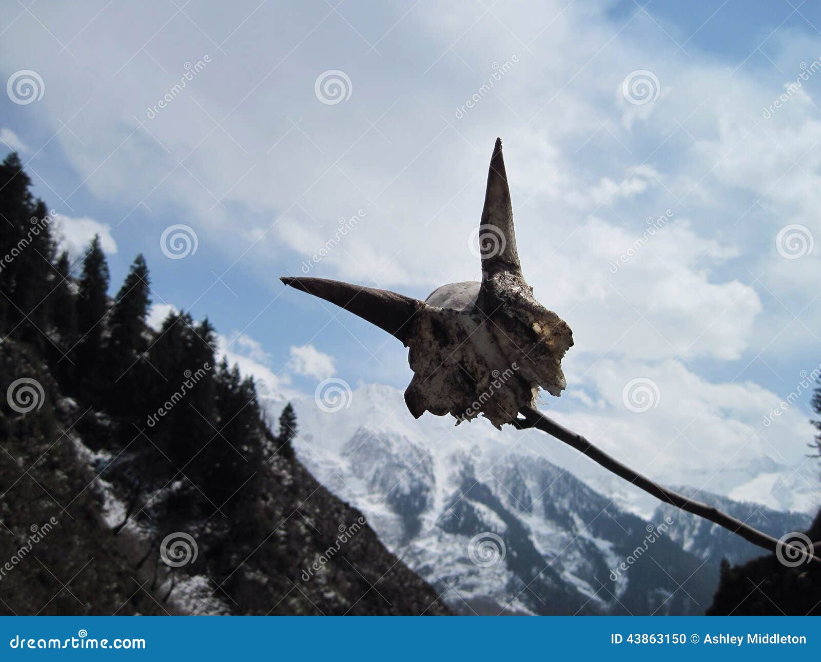 Floating Skull Stock Photo | CartoonDealer.com #43863150