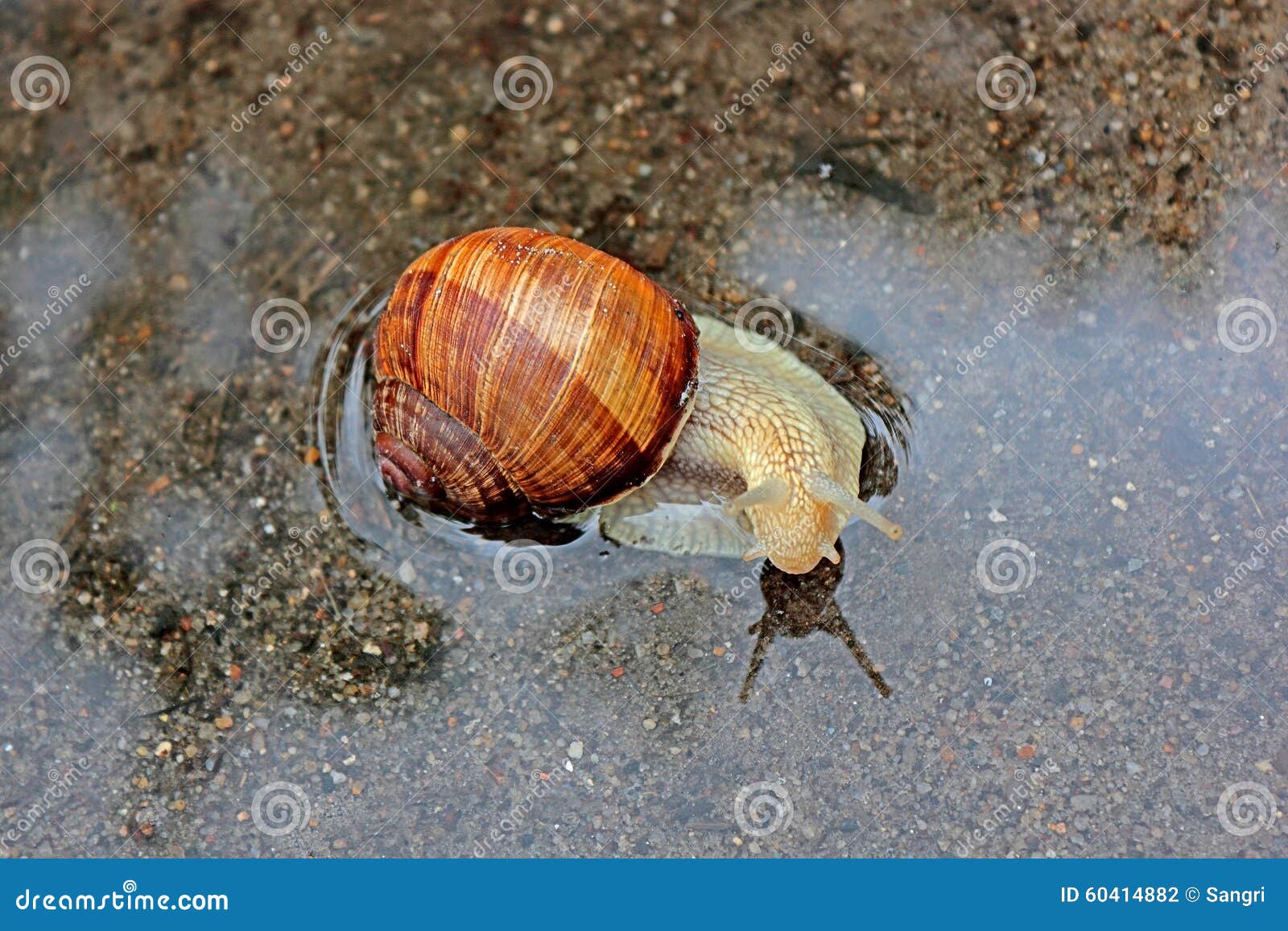 Floating snail stock photo. Image of simplicity, shell - 60414882
