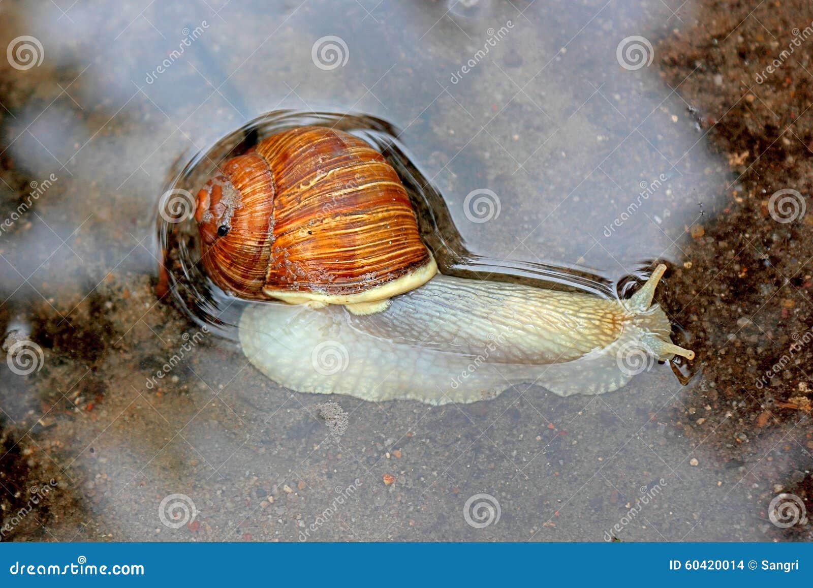 Floating snail stock photo. Image of ripple, snail, shell - 60420014
