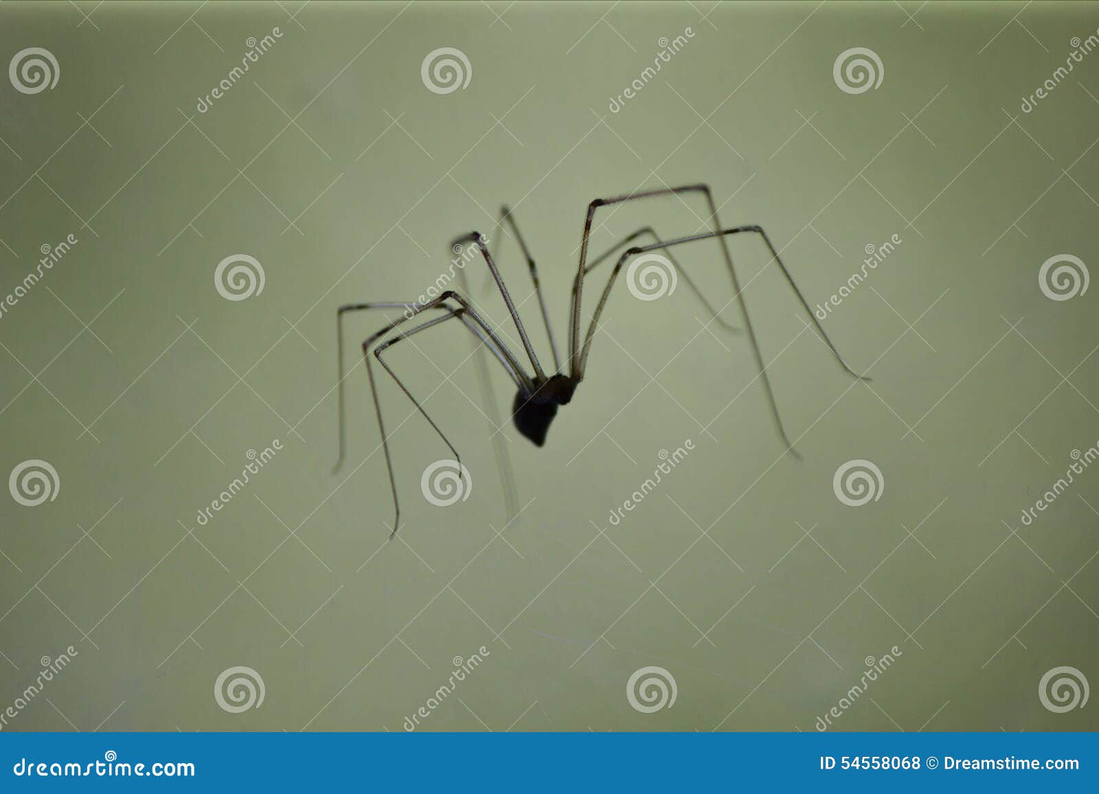 197 Floating Spider Photos - Free & Royalty-Free Stock Photos from ...