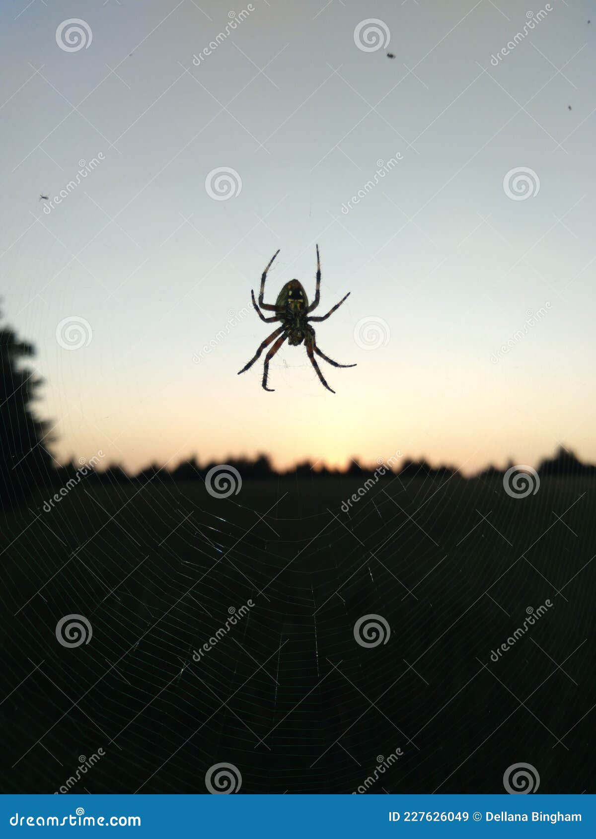 Floating Spiders Web at Sunset Stock Image - Image of floating, spiders ...