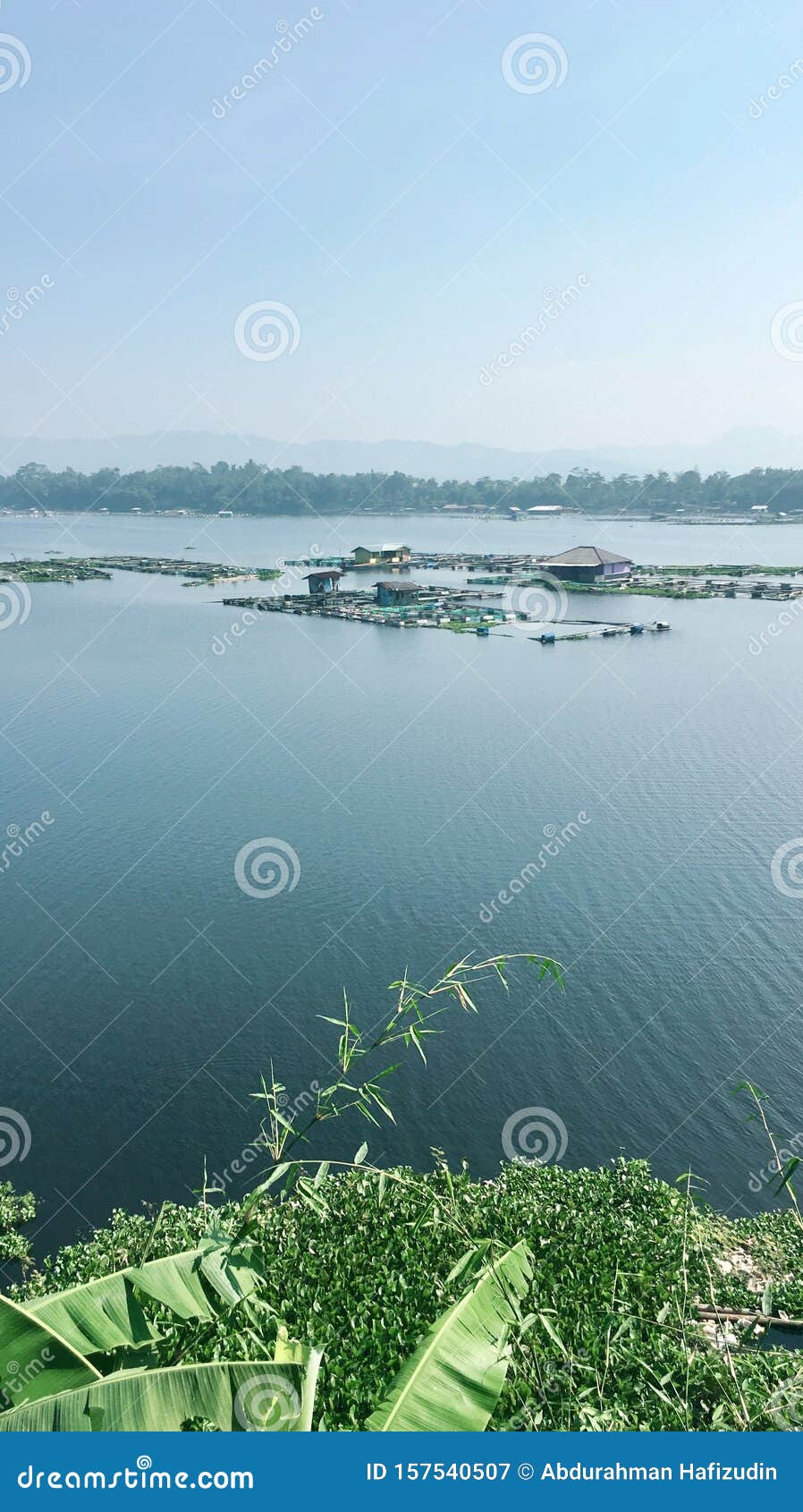 Floating Sprouts on the Lake Stock Image - Image of citarum, sprouts ...