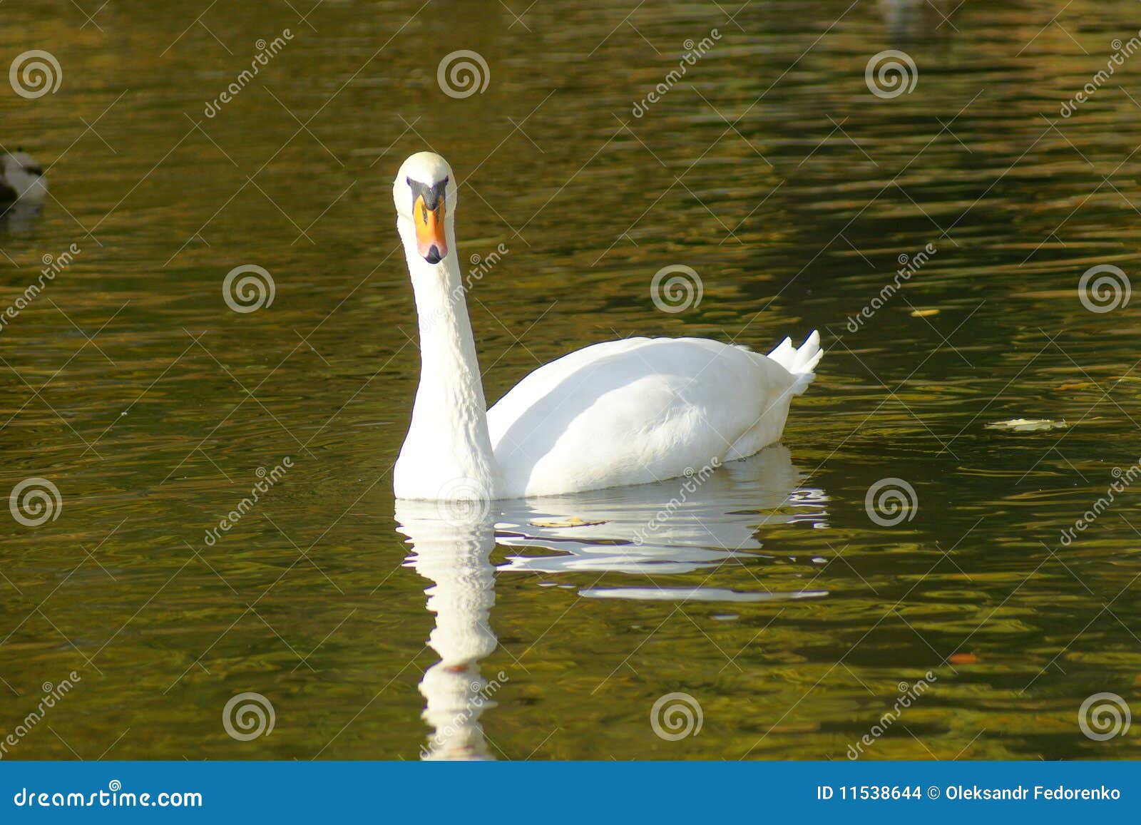Floating swan stock photo. Image of floats, beautiful - 11538644
