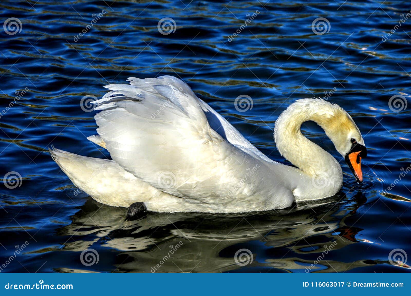 Floating swan stock image. Image of beauty, lviv, uman - 116063017