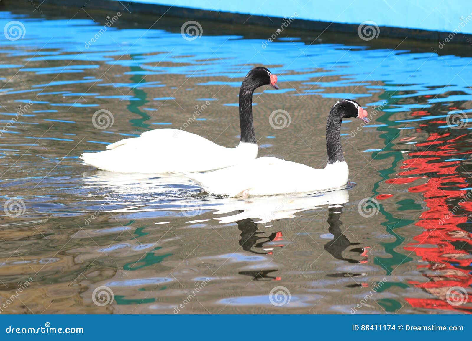 Floating Swan Swans Royalty-Free Stock Image | CartoonDealer.com #88411174