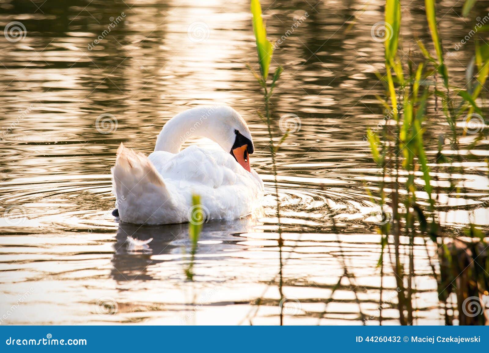 Floating Swan Swans Royalty-Free Stock Image | CartoonDealer.com #88411174